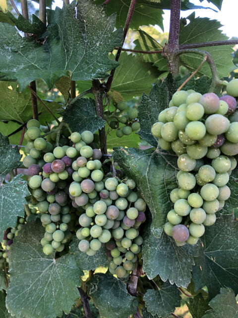 Tasting Room - Prime Vine Winery
